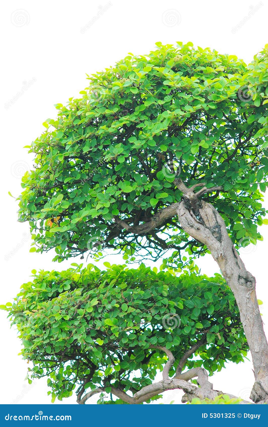 The tree of miniascape stock image. Image of natural, natute - 5301325