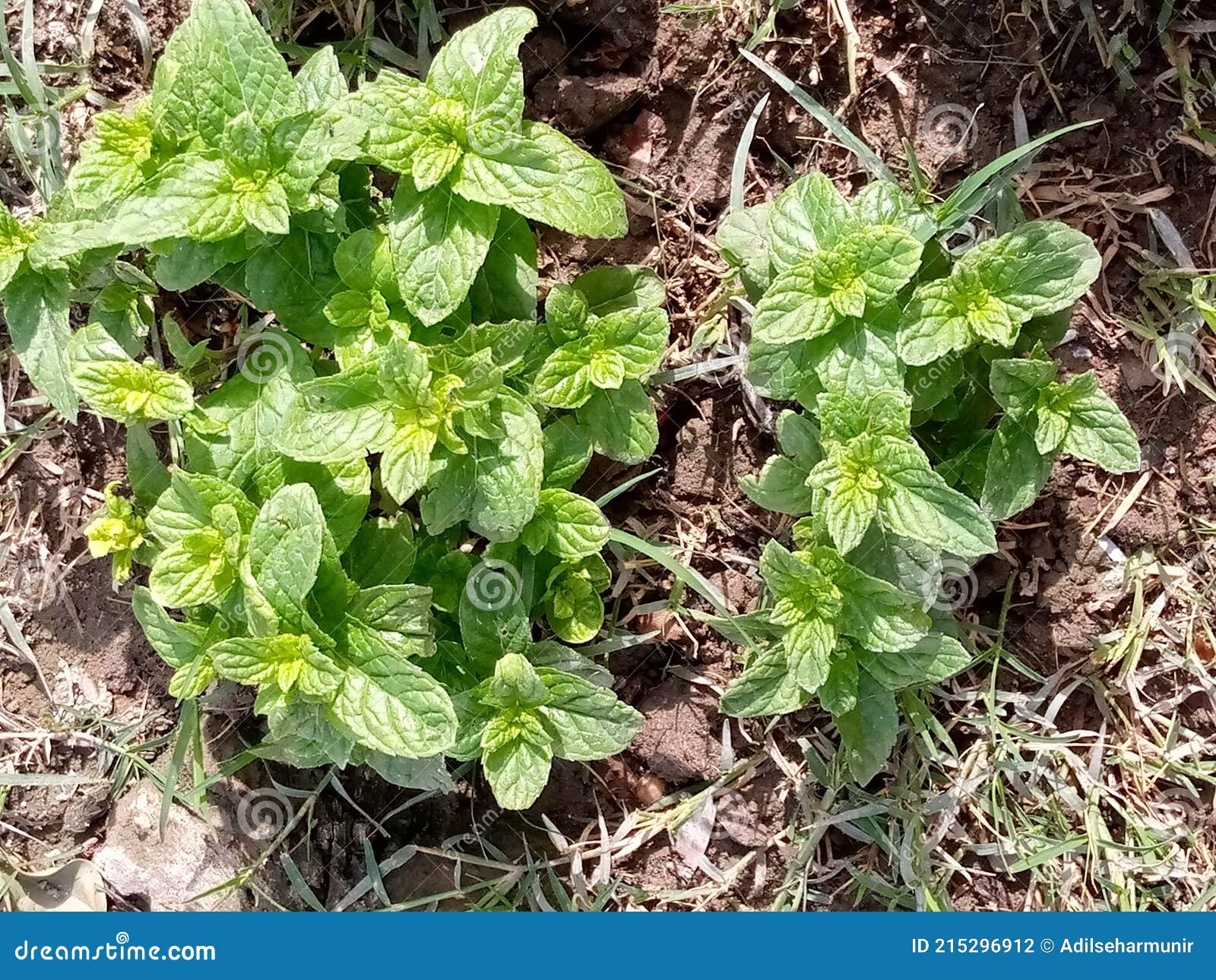 Tree of Mint stock photo. Image of green, beautiful - 215296912