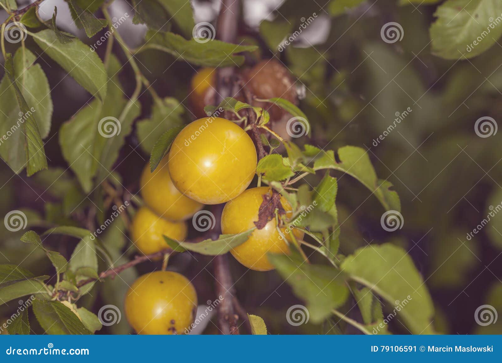 Mirabelle - Yellow Plum Royalty-Free Stock Photography | CartoonDealer ...