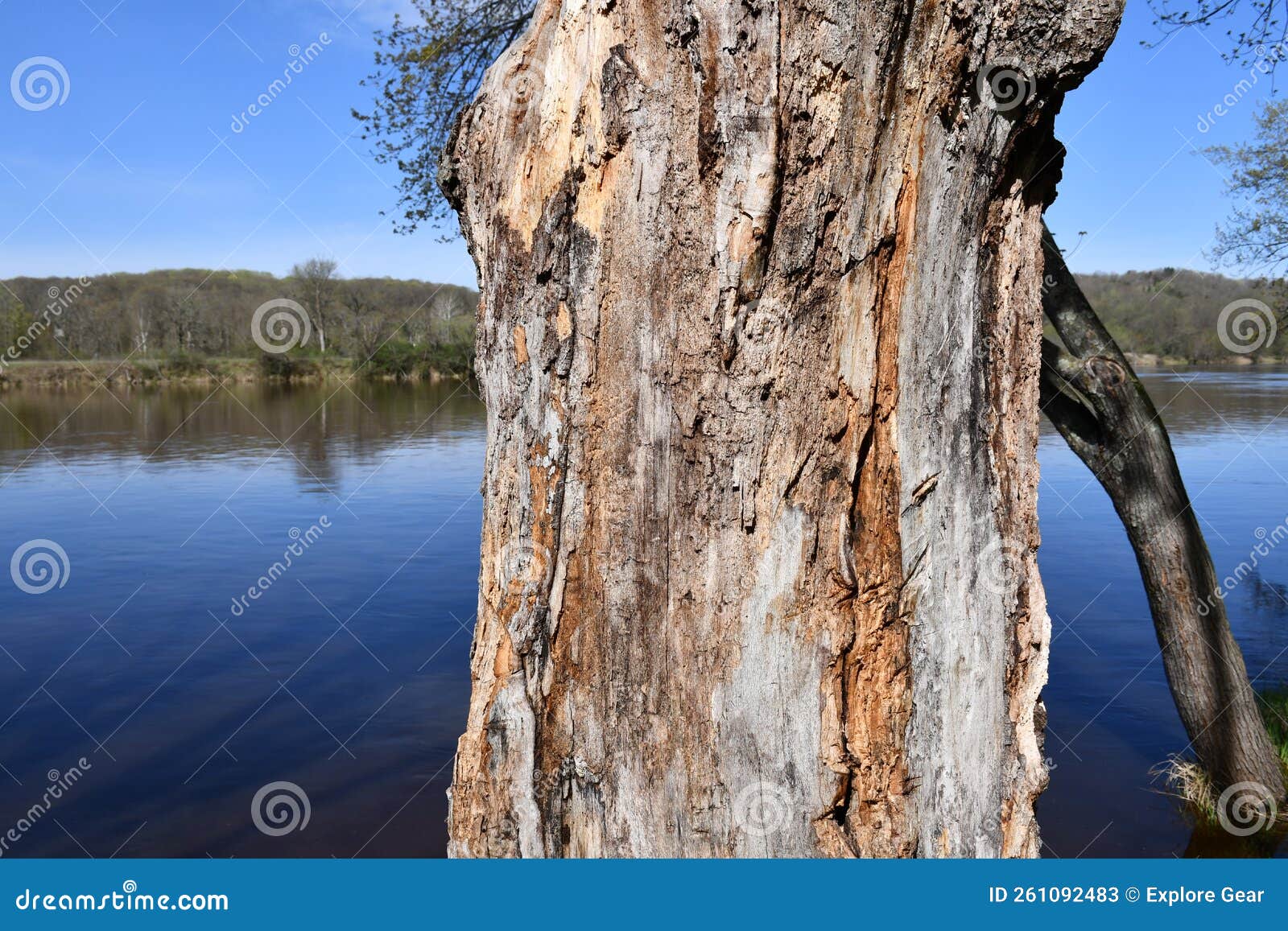 A Battered Tree Stands Along the Side of a River in Minnesota Stock ...