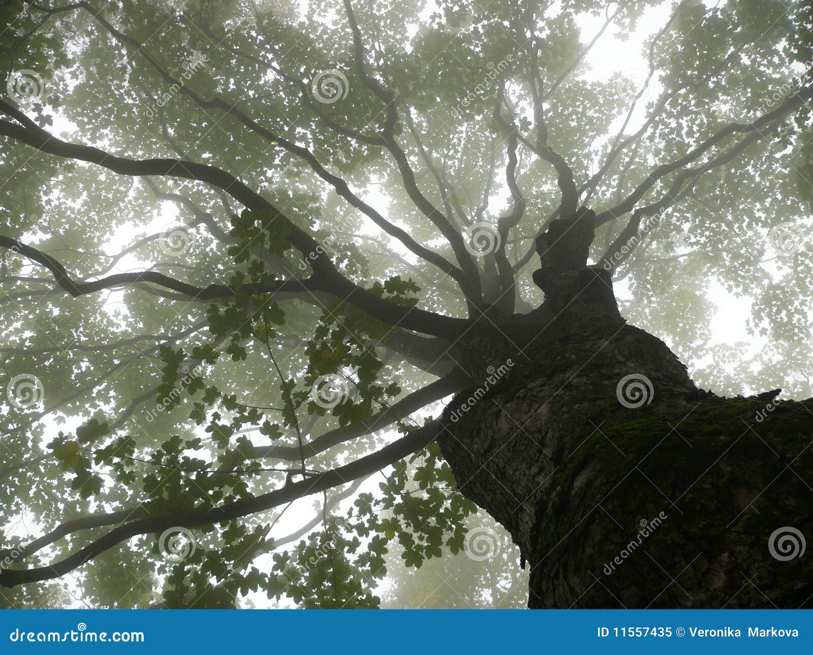 Tree in mist stock image. Image of seasons, leaf, scenic - 11557435