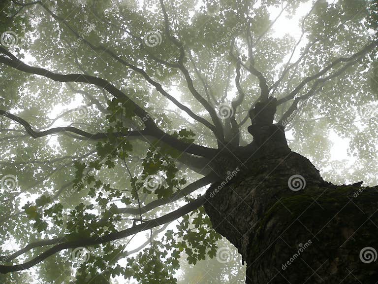 Tree in mist stock image. Image of seasons, leaf, scenic - 11557435