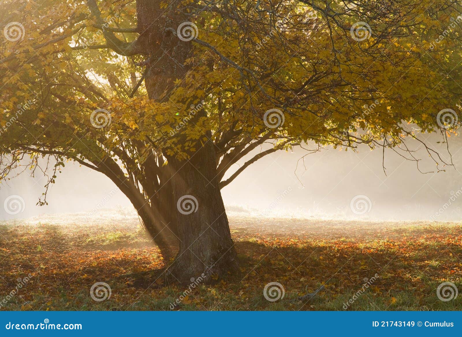 Tree in mist. stock image. Image of landscape, tree, light - 21743149