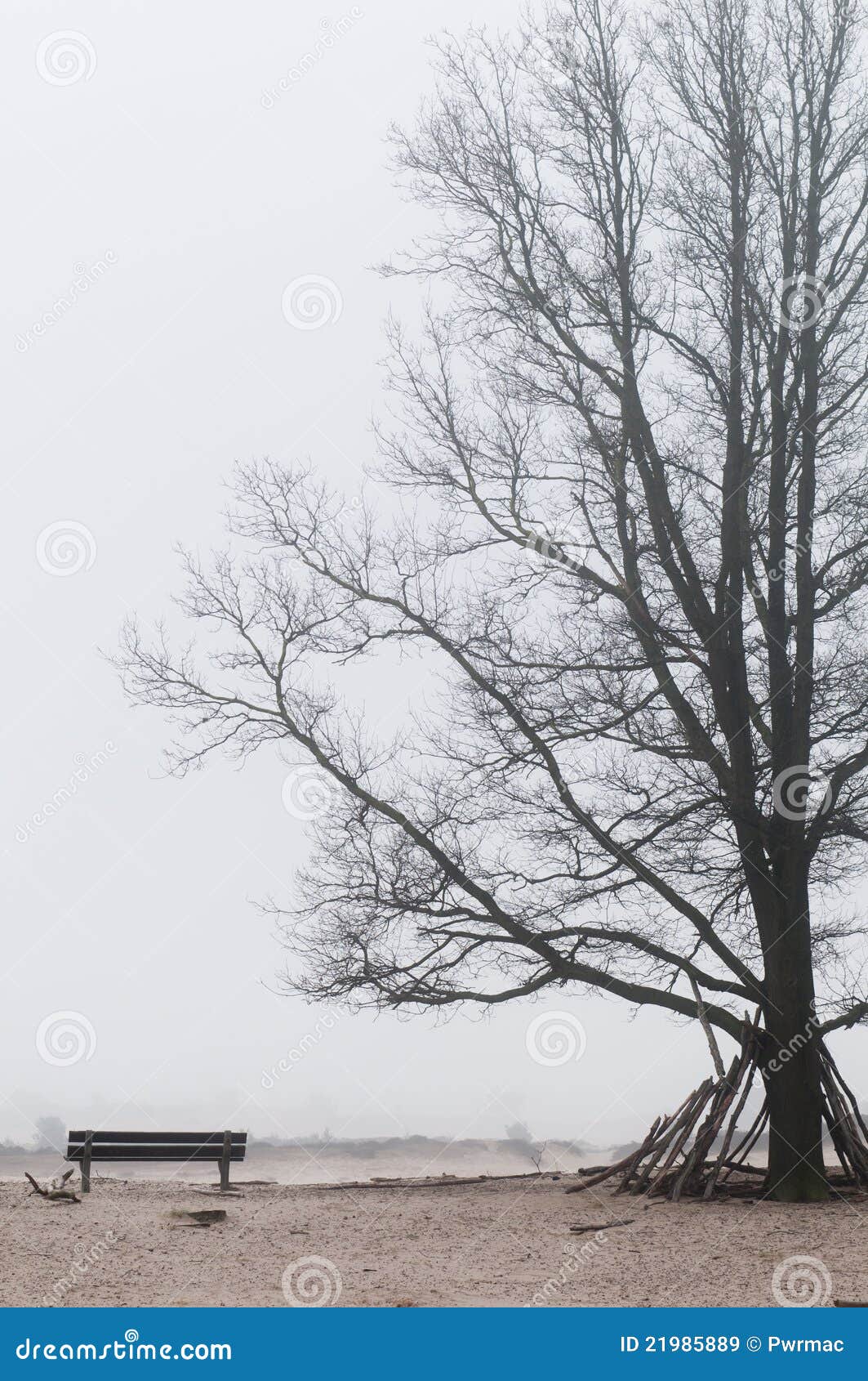 Tree in the mist stock image. Image of nature, tree, bench - 21985889