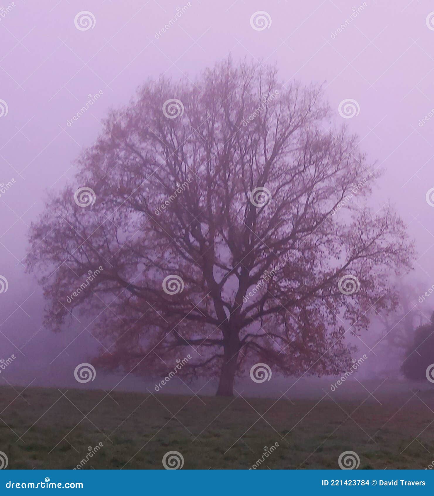 Tree in the mist stock photo. Image of winter, frost - 221423784