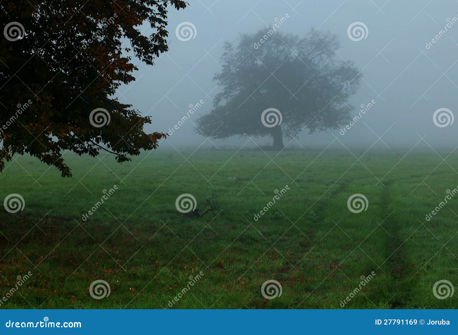 Tree in mist stock image. Image of natural, haze, alone - 27791169
