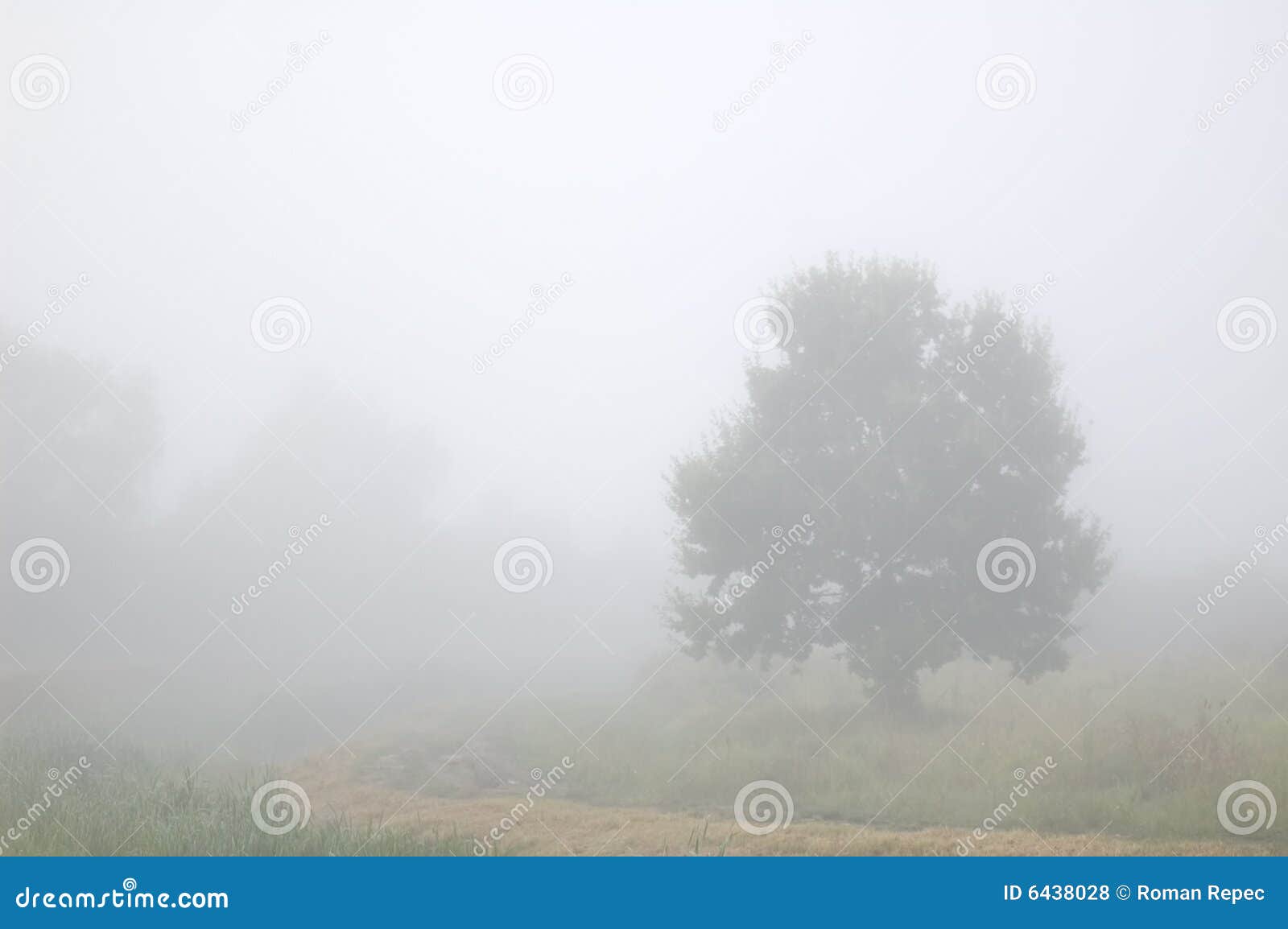 Tree in the mist stock photo. Image of autumn, mist, dream - 6438028