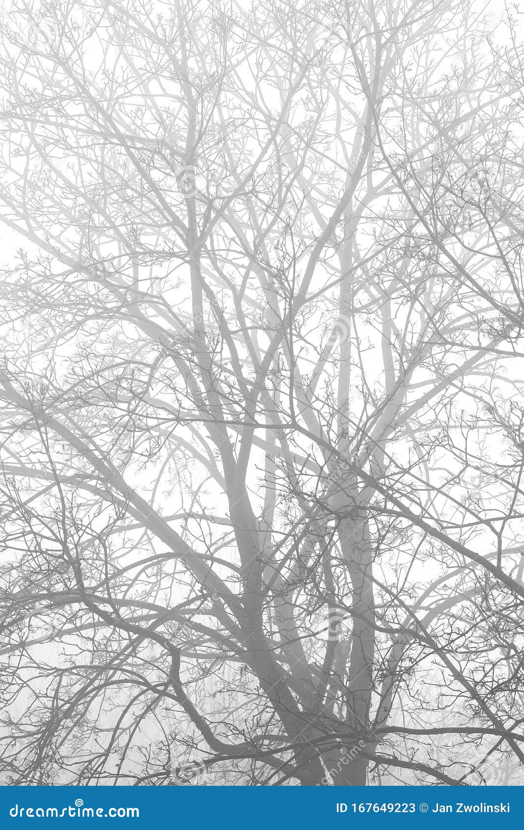 Tree in the mist stock image. Image of black, mood, haze - 167649223