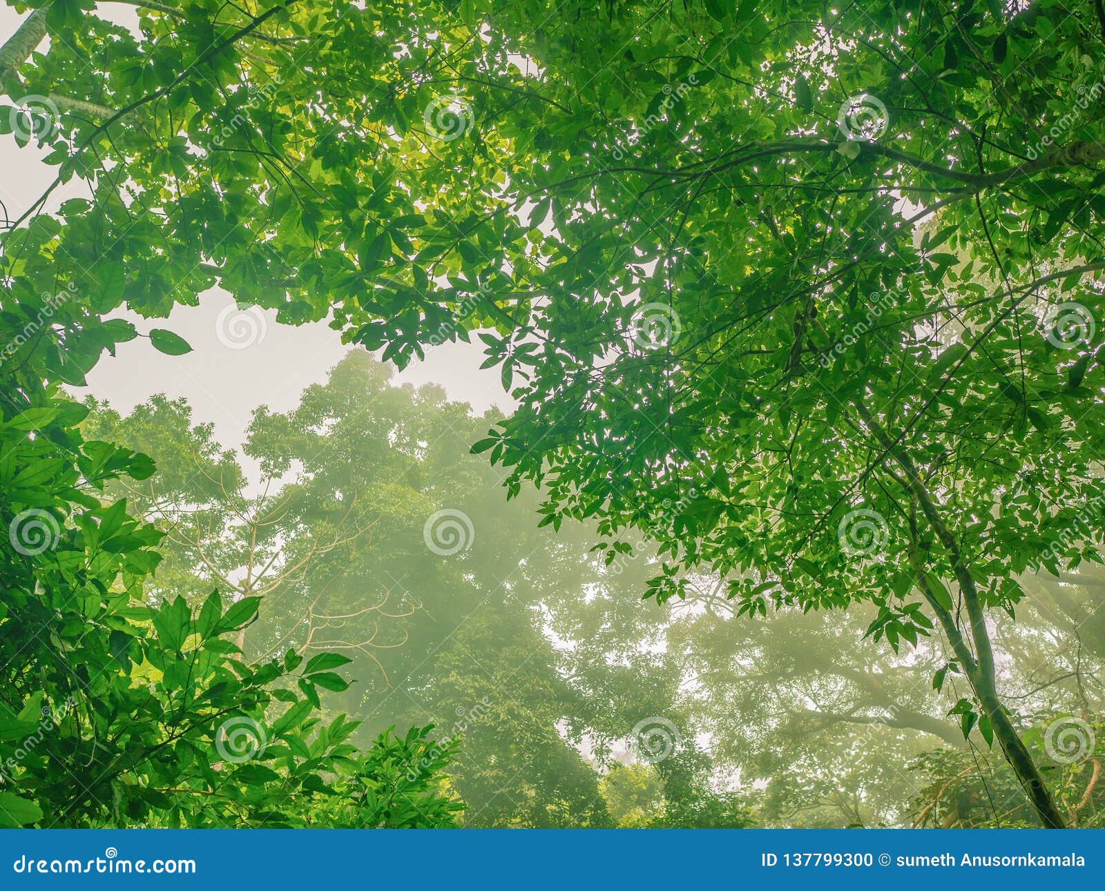 Tree with the Mist in the DeepForest Stock Photo - Image of outdoor ...