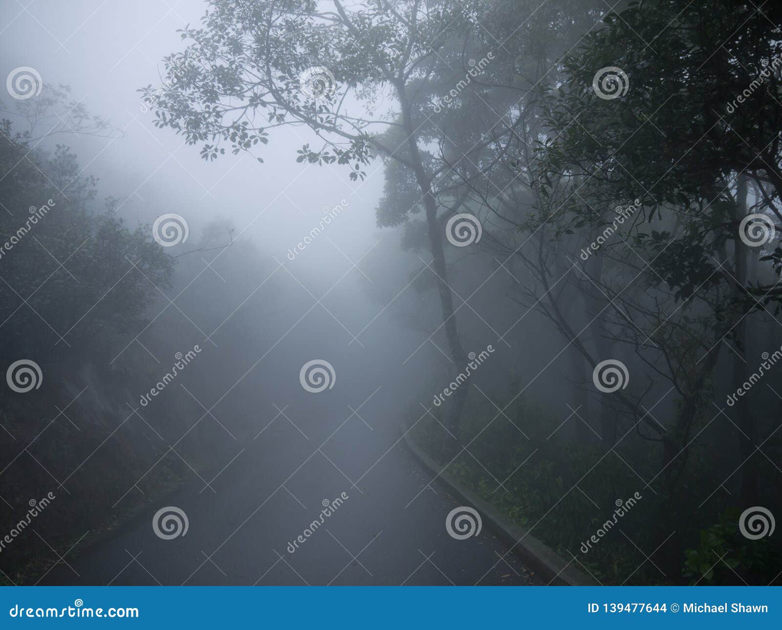 Tree in the Mist in Hong Kong Stock Photo - Image of season, mysterious ...