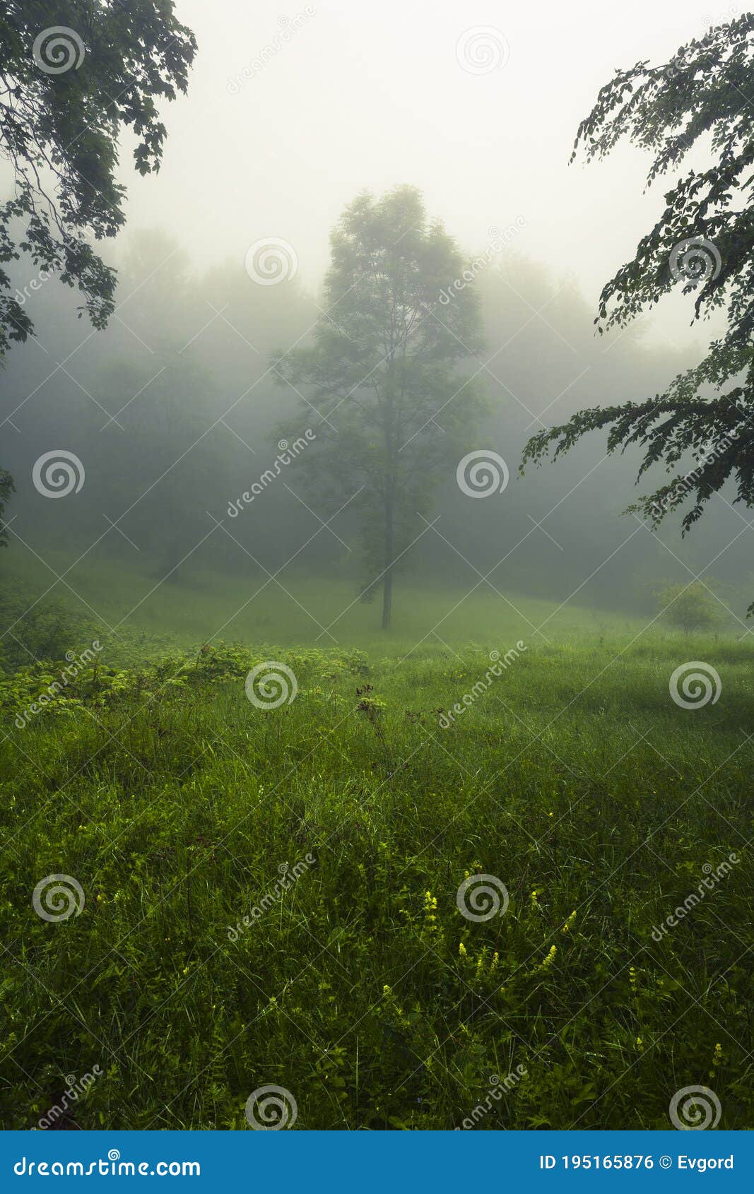 Tree in the mist stock photo. Image of person, bulgaria - 195165876