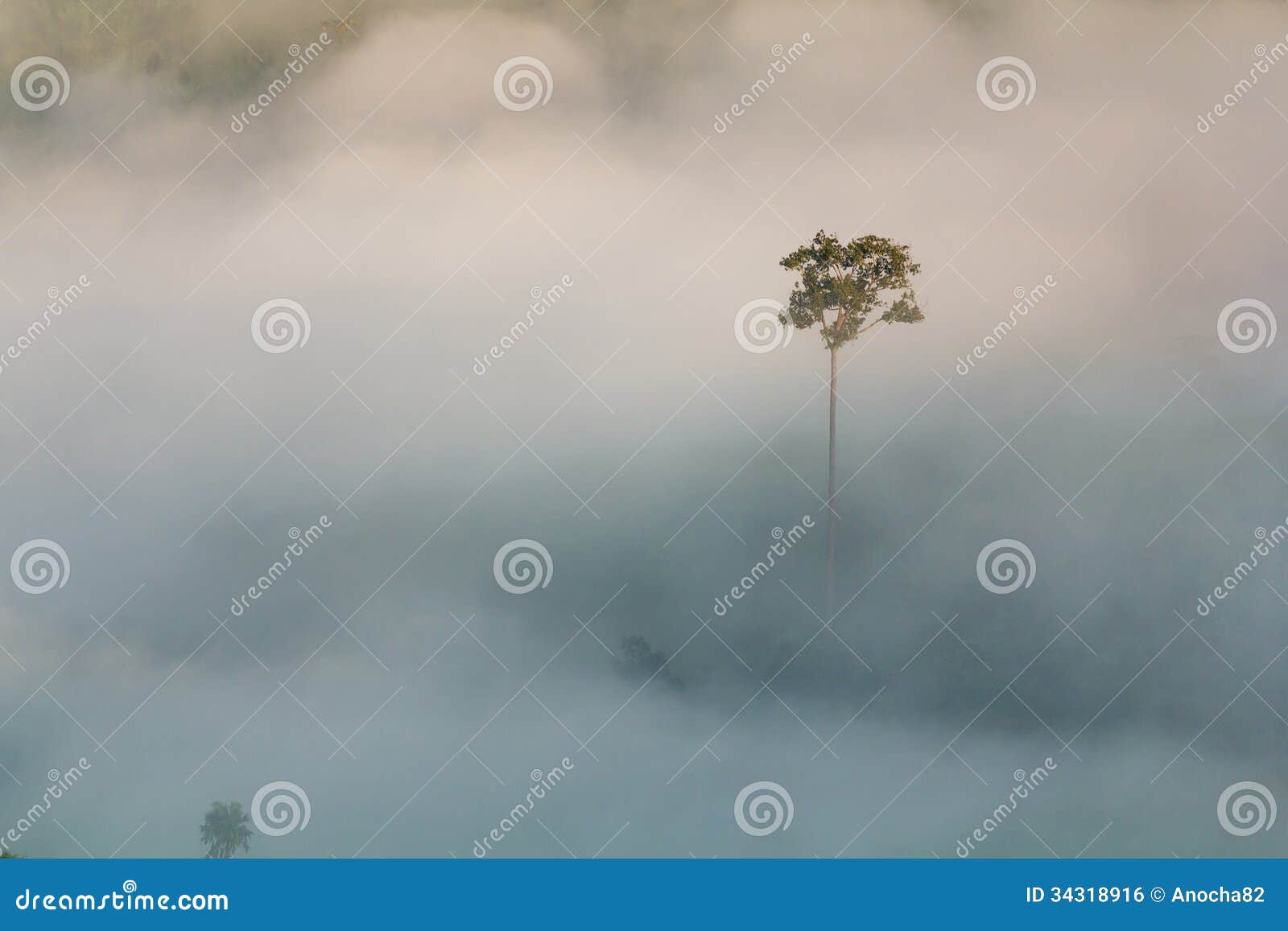 Tree mist. stock photo. Image of season, tree, nature - 34318916