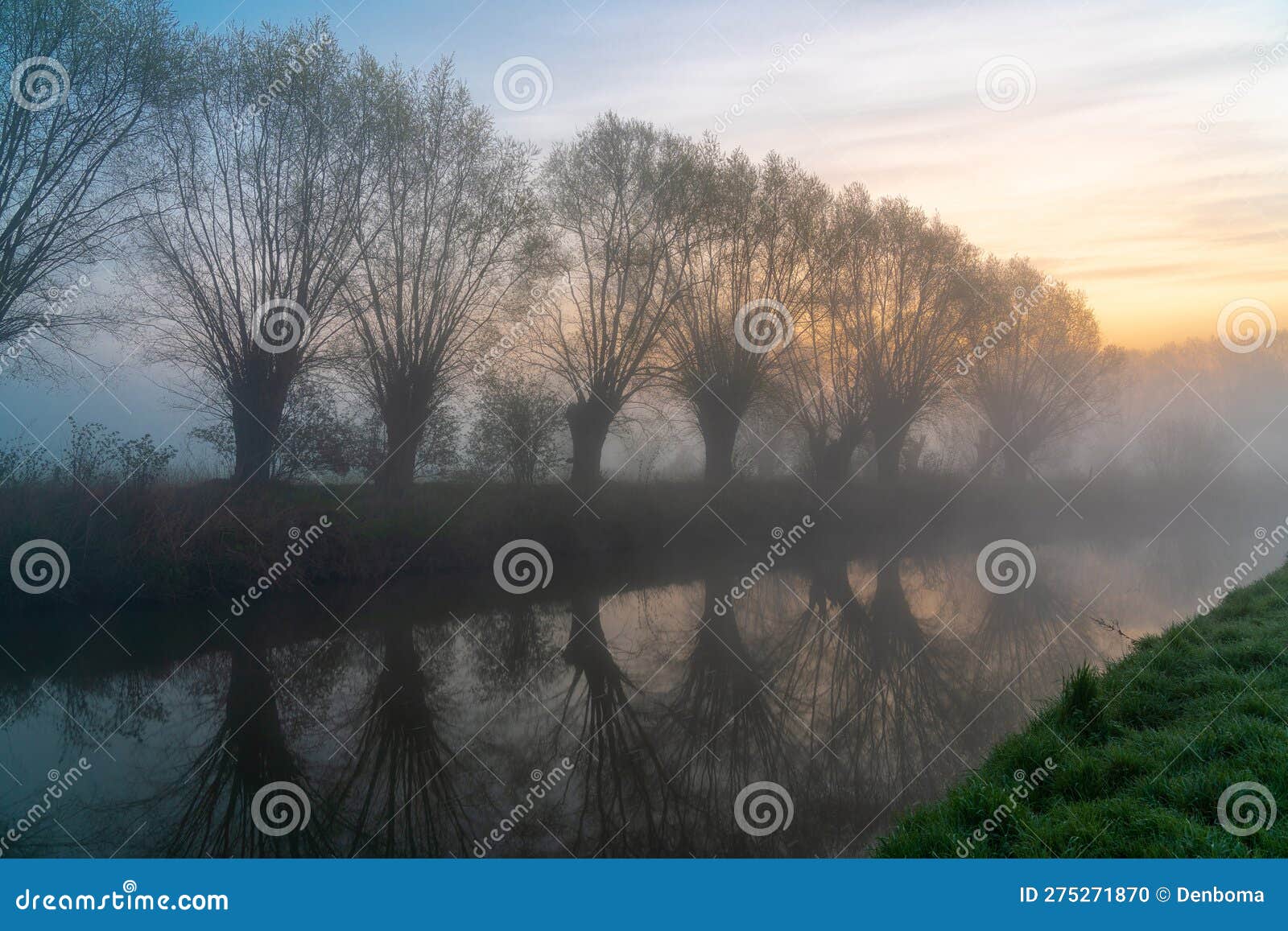 Tree in the Mist at the River Stock Photo - Image of dawn, color: 275271870