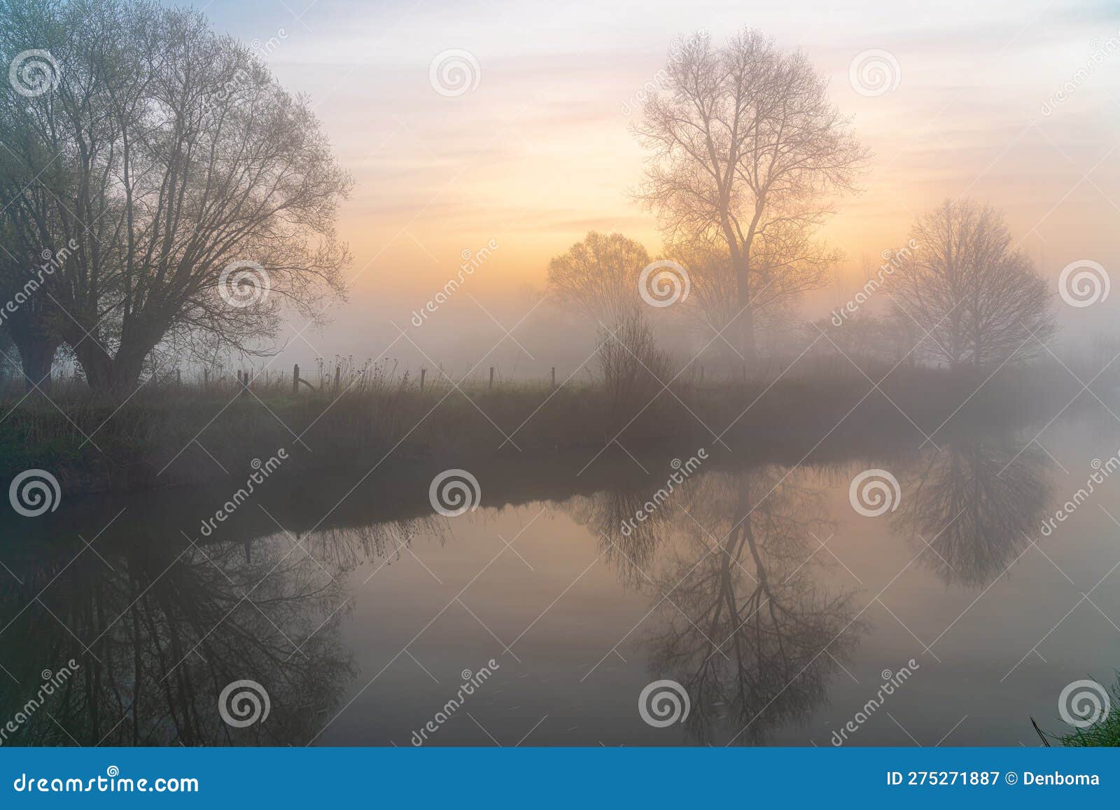 Tree in the Mist at the River Stock Image - Image of morning, early ...