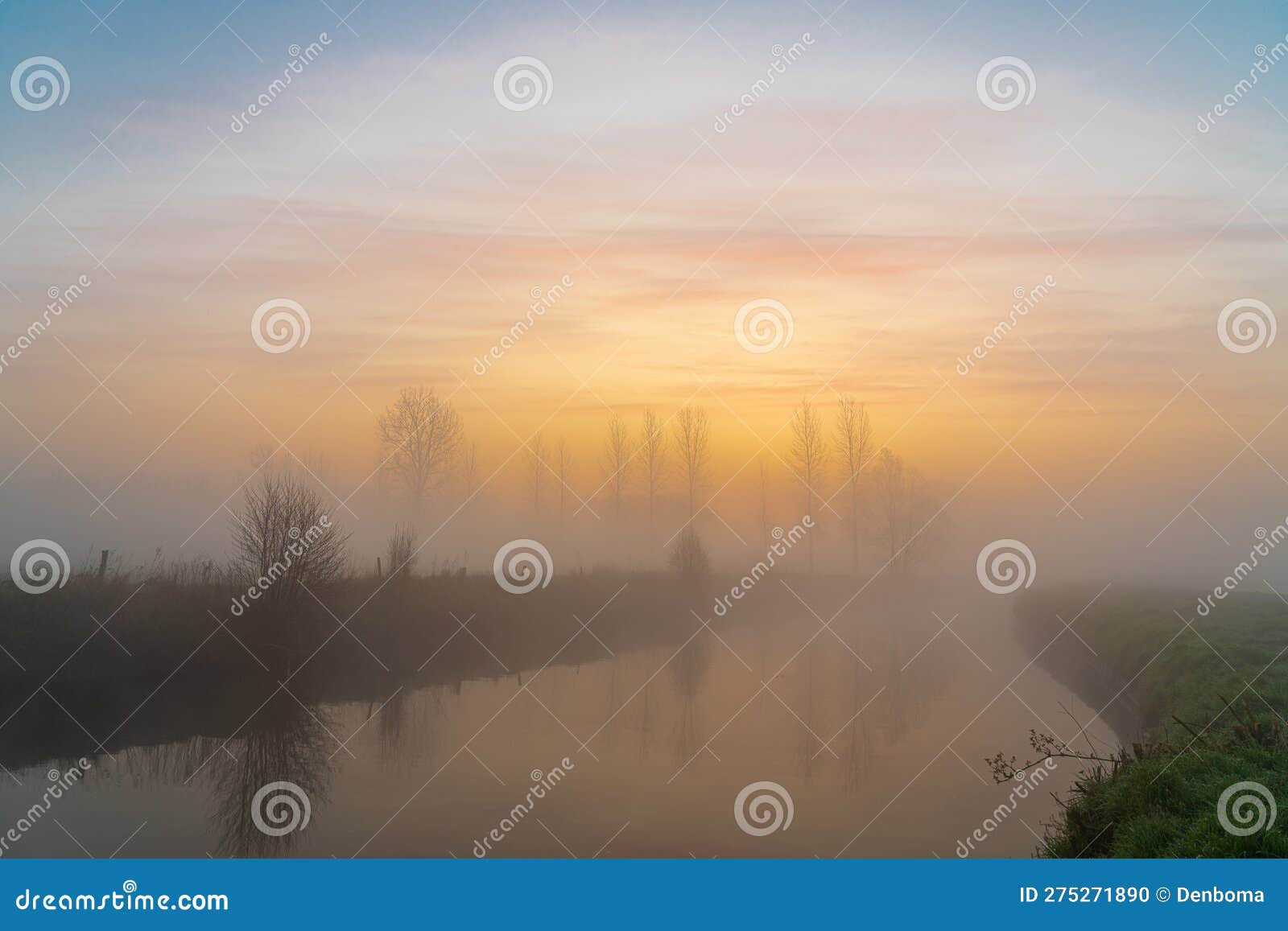 Tree in the Mist at the River Stock Photo - Image of mist, environment ...