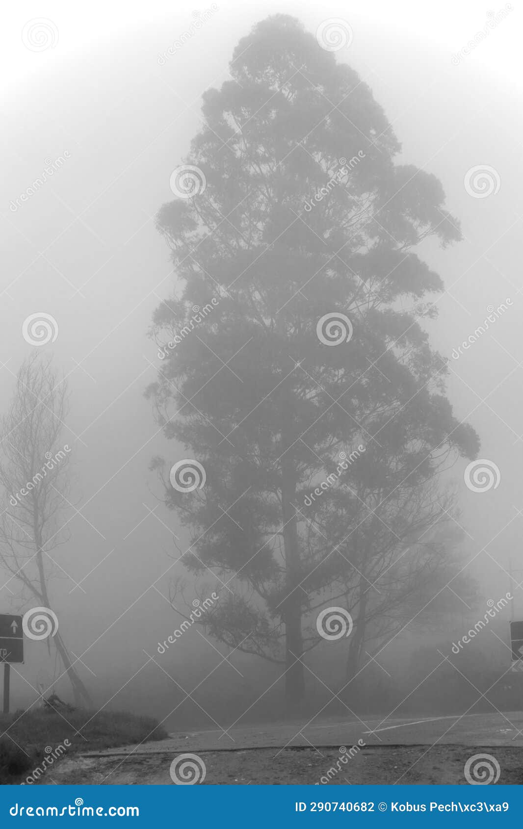Tree in the mist 14014 stock photo. Image of landscape - 290740682