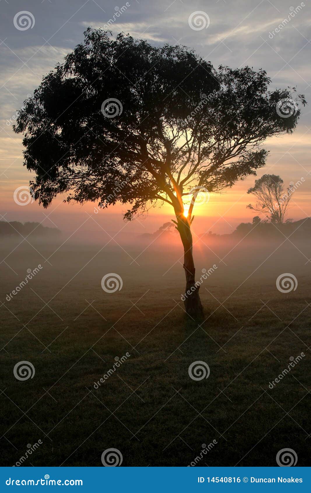 Tree and Mist at Sunrise stock photo. Image of outdoor - 14540816