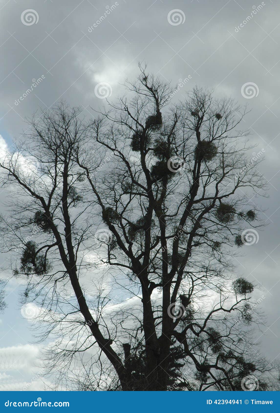 Tree with Mistletoe stock image. Image of symbiotic, nature - 42394941