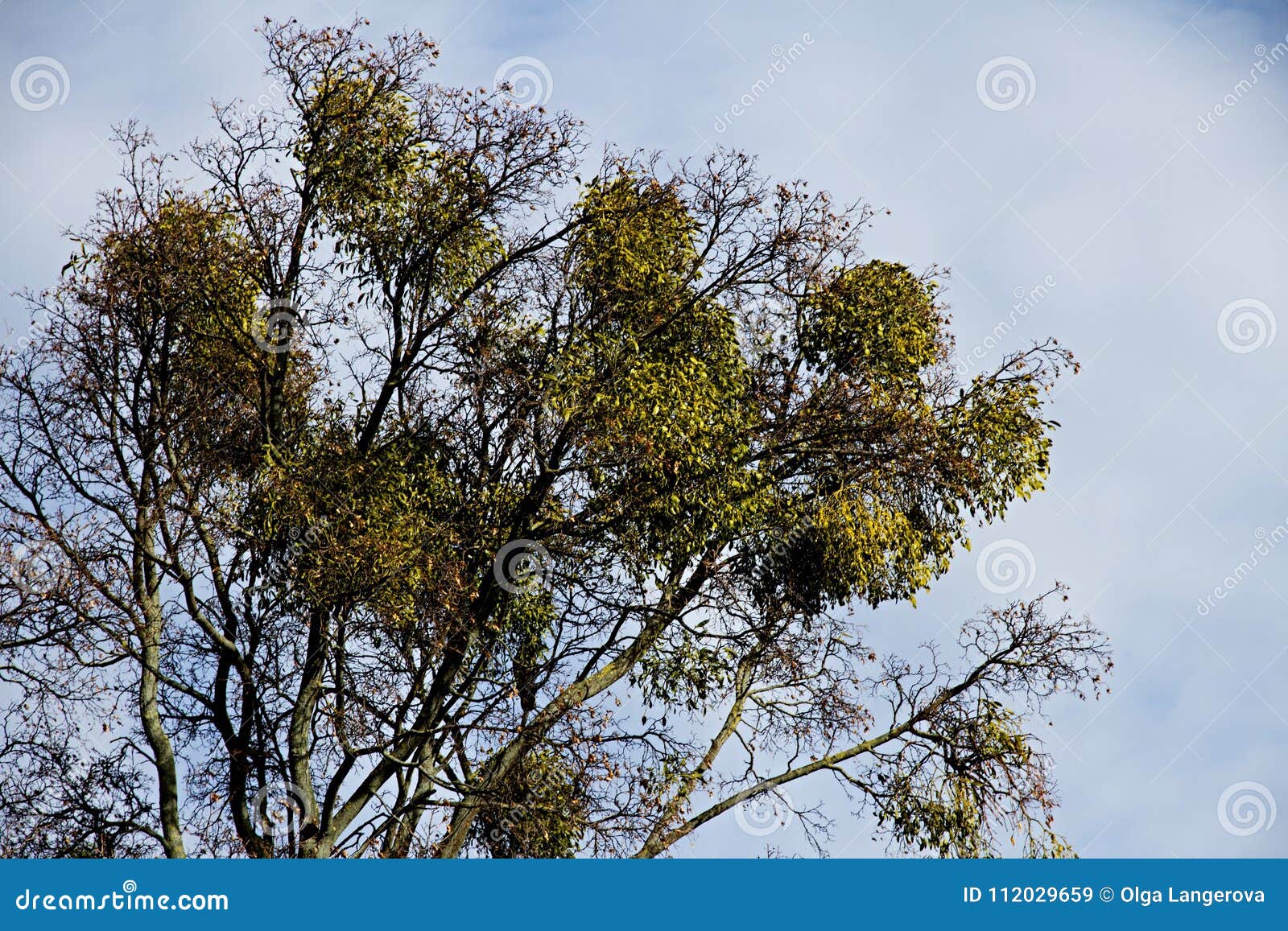 Trunk of Mistletoe High in Branches of the Tree Stock Image - Image of ...