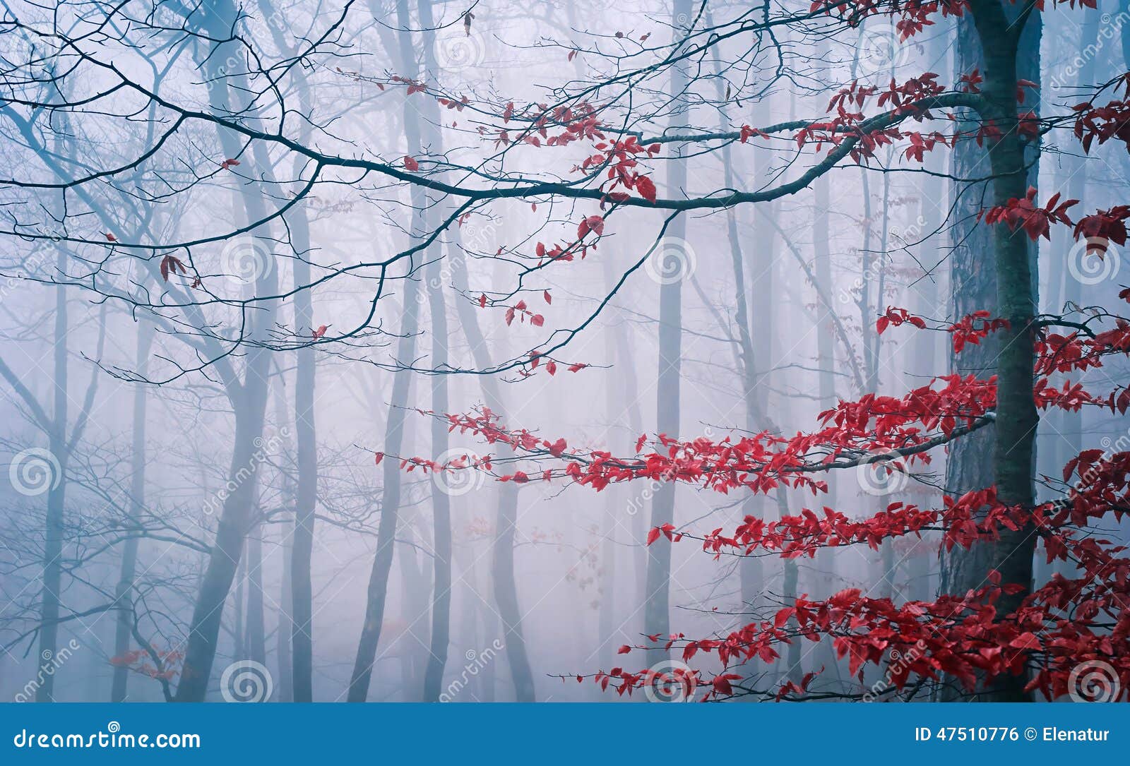 Tree in the Misty Autumn Forest Stock Photo - Image of natural, foggy ...
