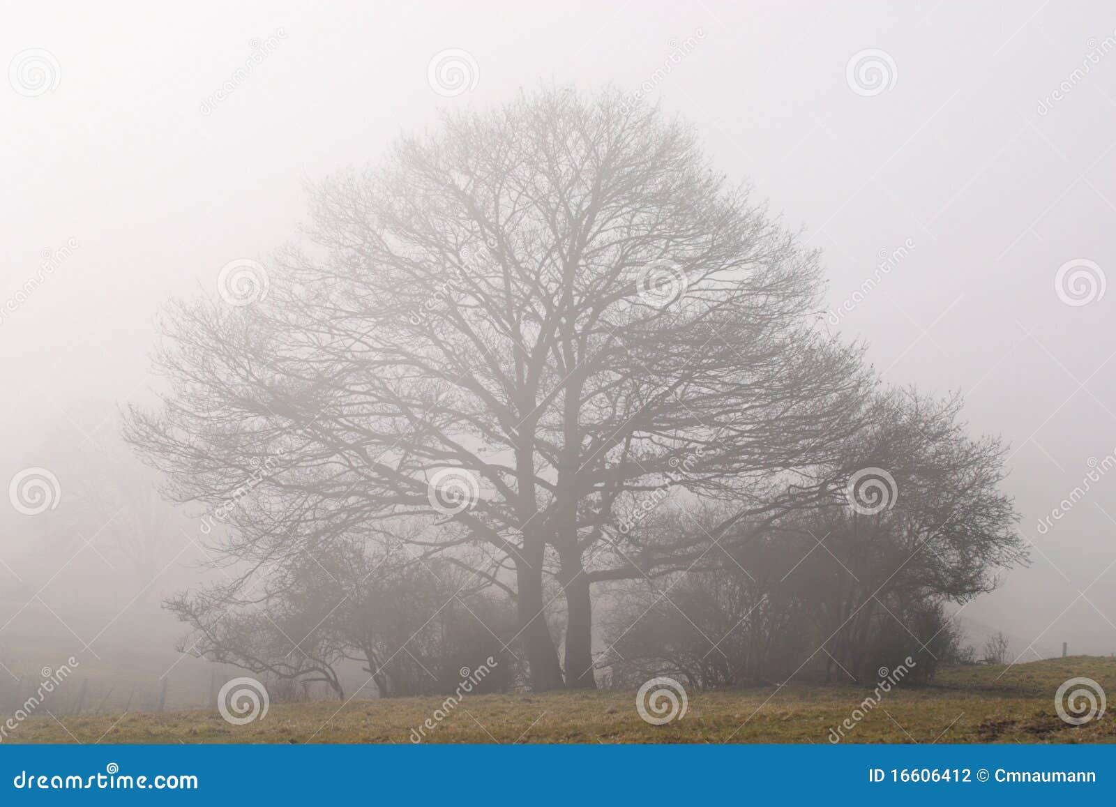Tree on a misty day stock photo. Image of outdoor, fall - 16606412