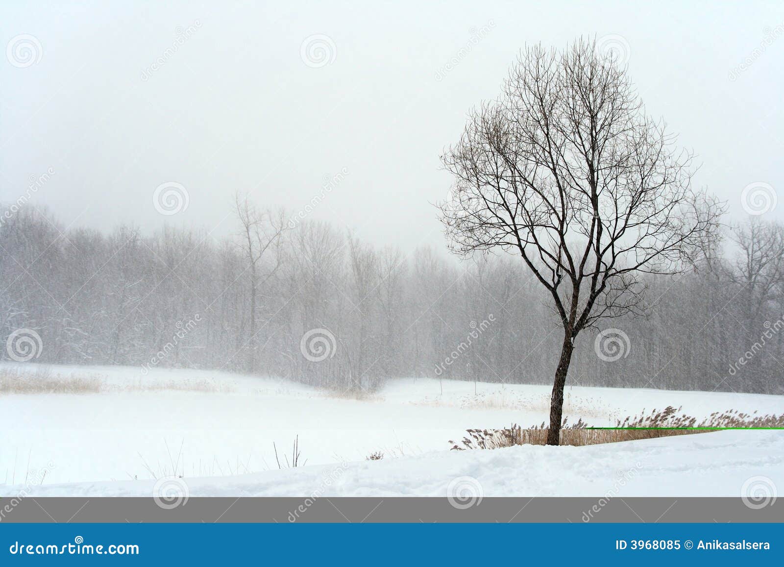 Tree in Misty Haze of Winter Blizzard Stock Image - Image of peace ...