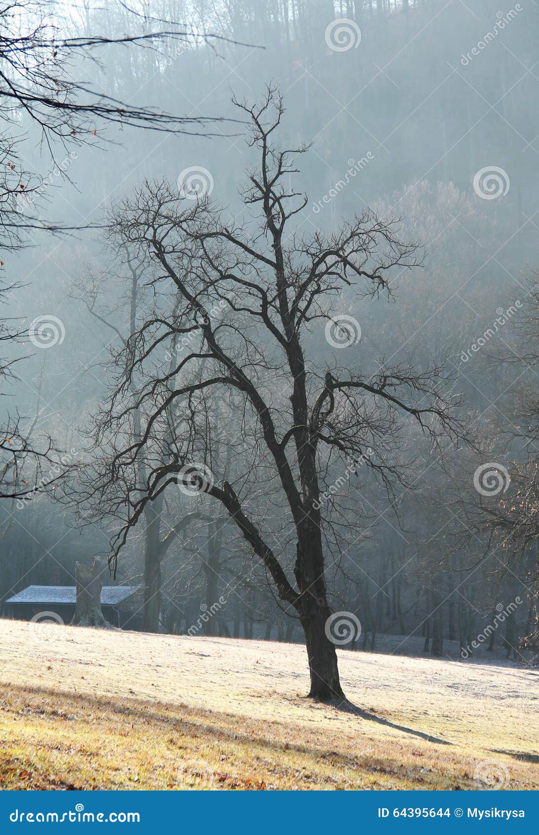 Tree in the misty morning stock photo. Image of frost - 64395644