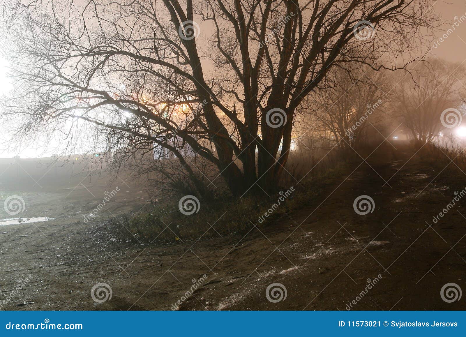 Tree at misty night stock image. Image of destination - 11573021