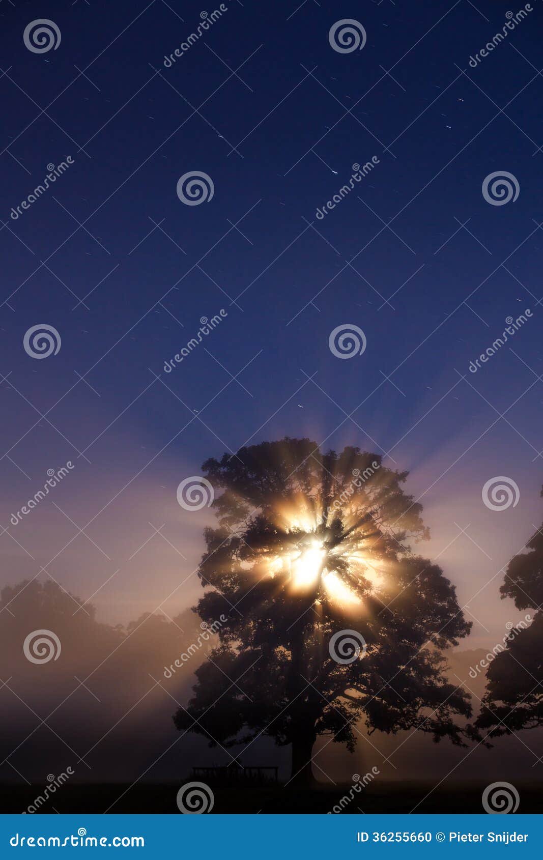 Tree in a misty night stock photo. Image of landscape - 36255660
