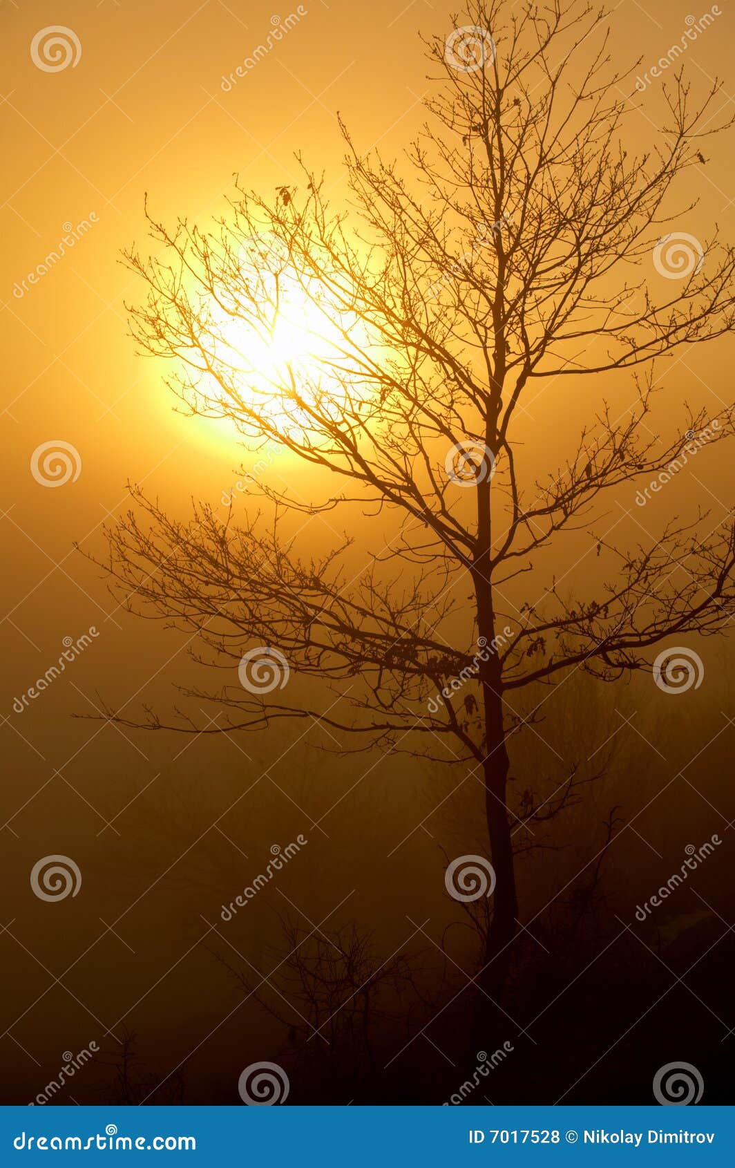 Tree in a misty sunset stock photo. Image of nature, clouds - 7017528