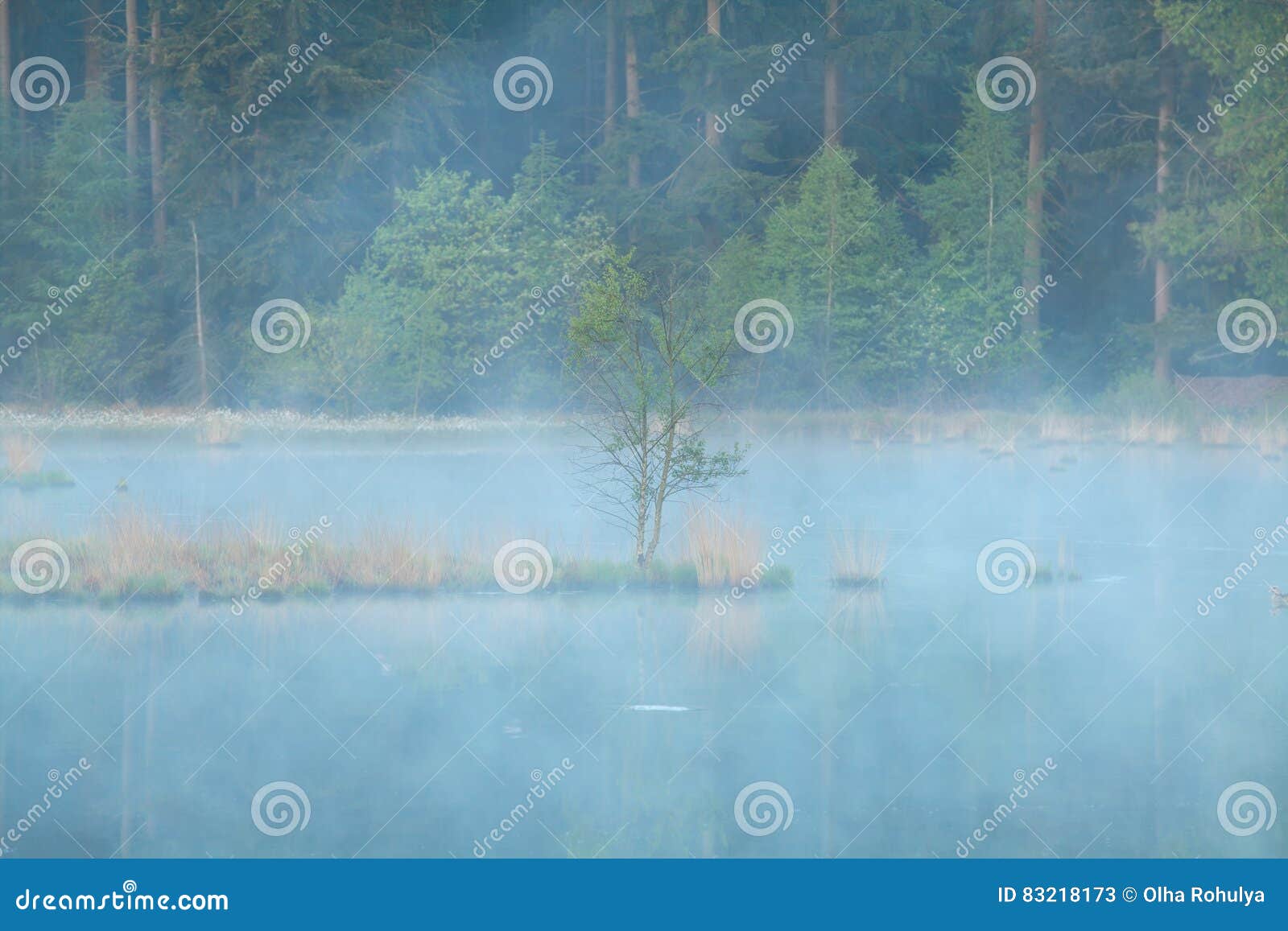 Tree on misty swamp water stock image. Image of drenthe - 83218173