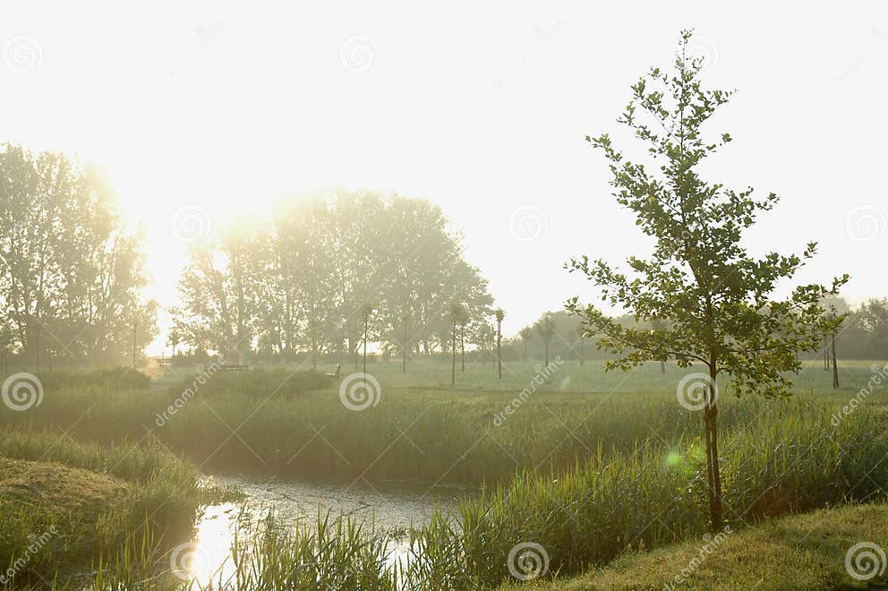 Tree by the moat stock photo. Image of peaceful, water - 911340