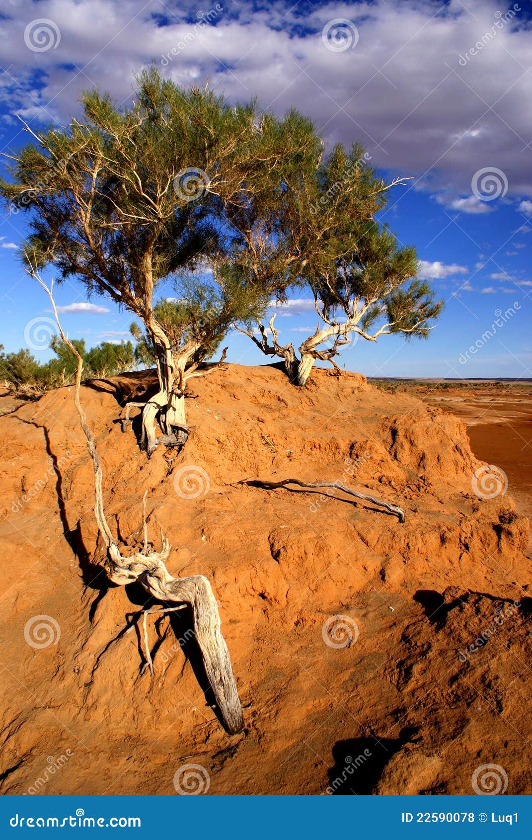 Tree in Mongolia stock photo. Image of lonely, kazakhstan - 22590078