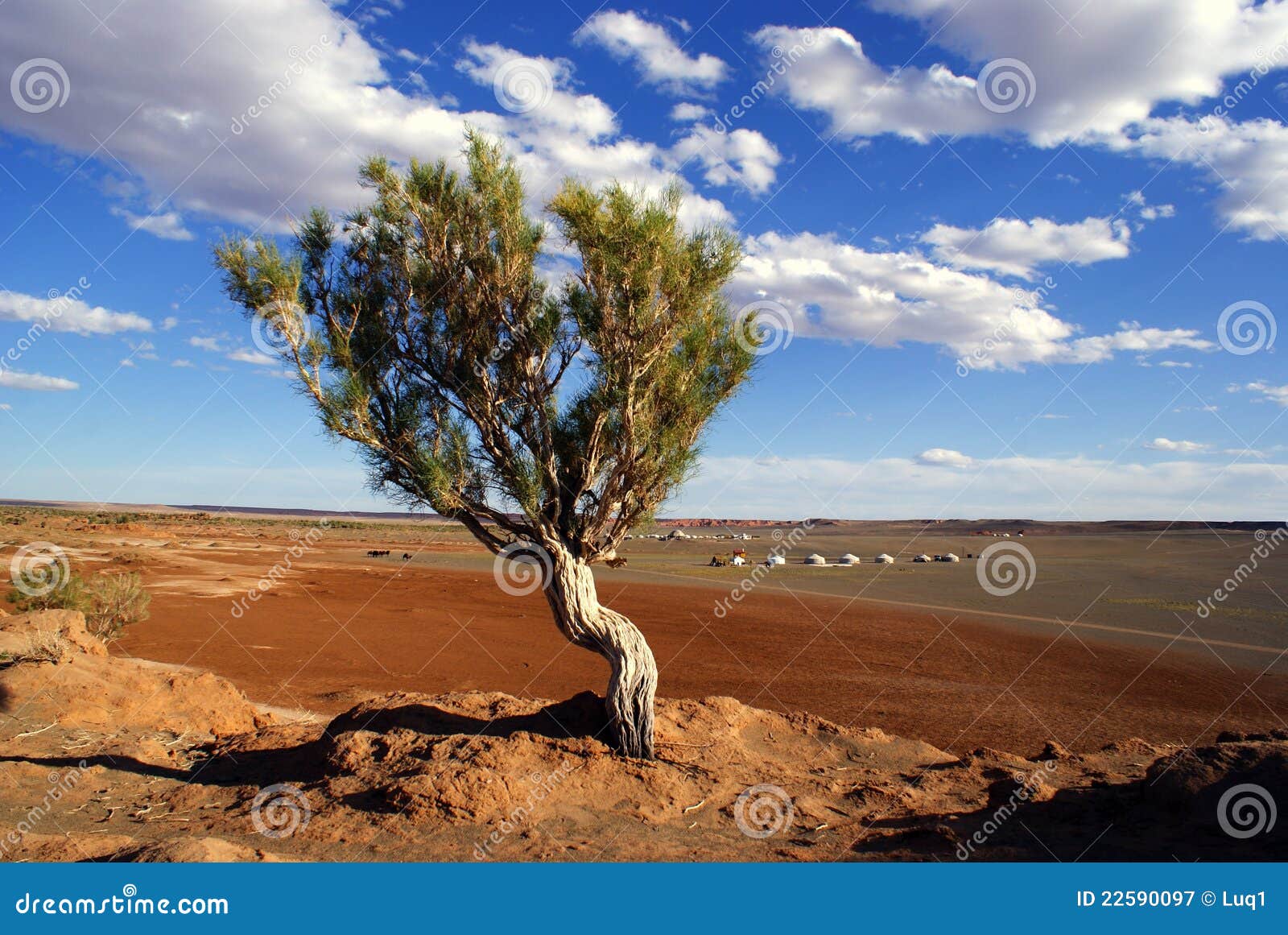 Tree in Mongolia stock image. Image of hike, bandoned - 22590097