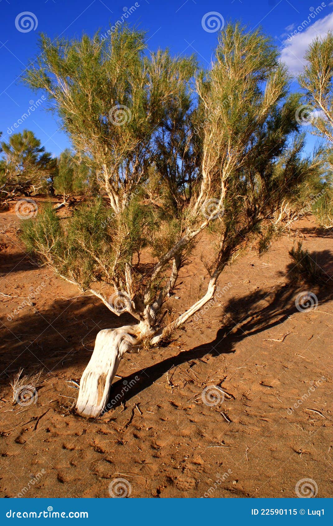 Tree in Mongolia stock image. Image of nomad, desert - 22590115