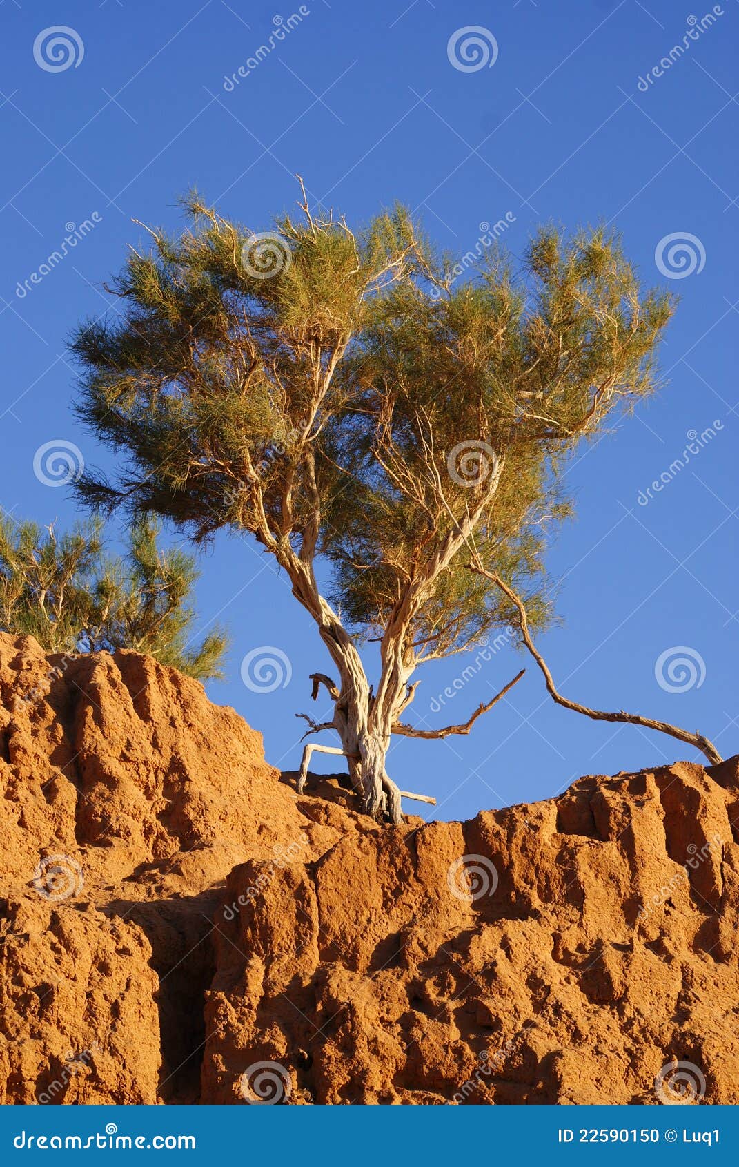 Tree in Mongolia stock photo. Image of living, panning - 22590150