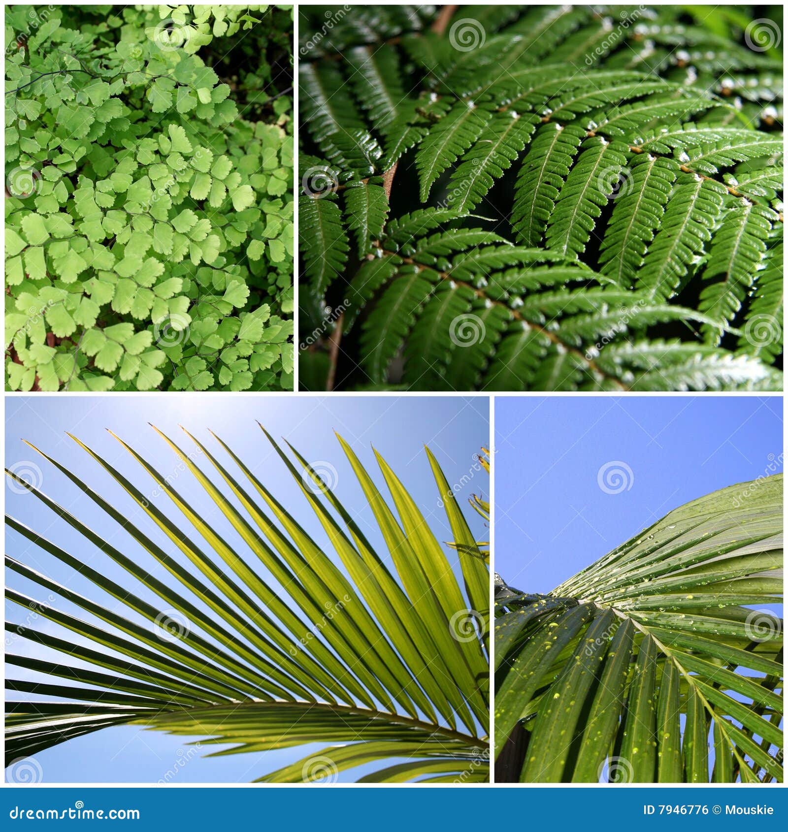 Tree Montage stock photo. Image of collage, sunny, silver - 7946776