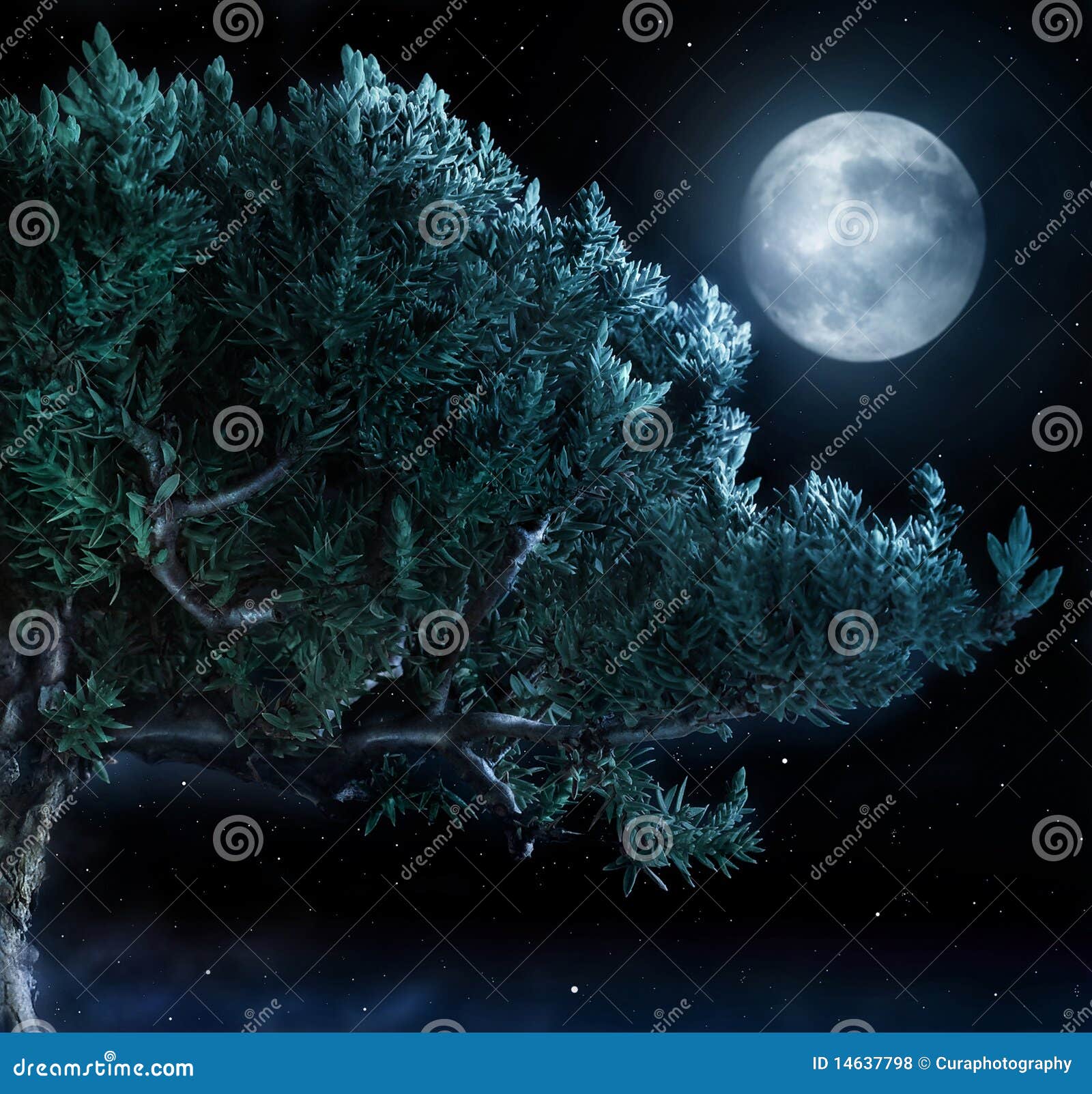 Tree and Moon stock photo. Image of quiet, star, outdoors - 14637798