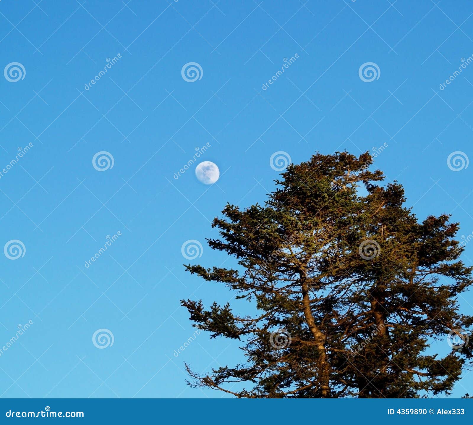 Tree and Moon stock photo. Image of natural, tree, afternoon - 4359890