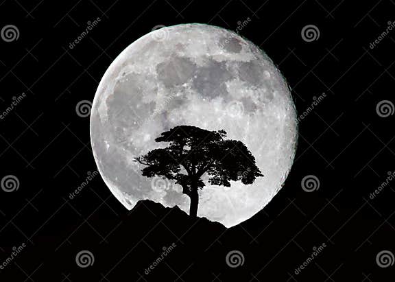 The tree and the moon stock image. Image of moon, color - 252080091