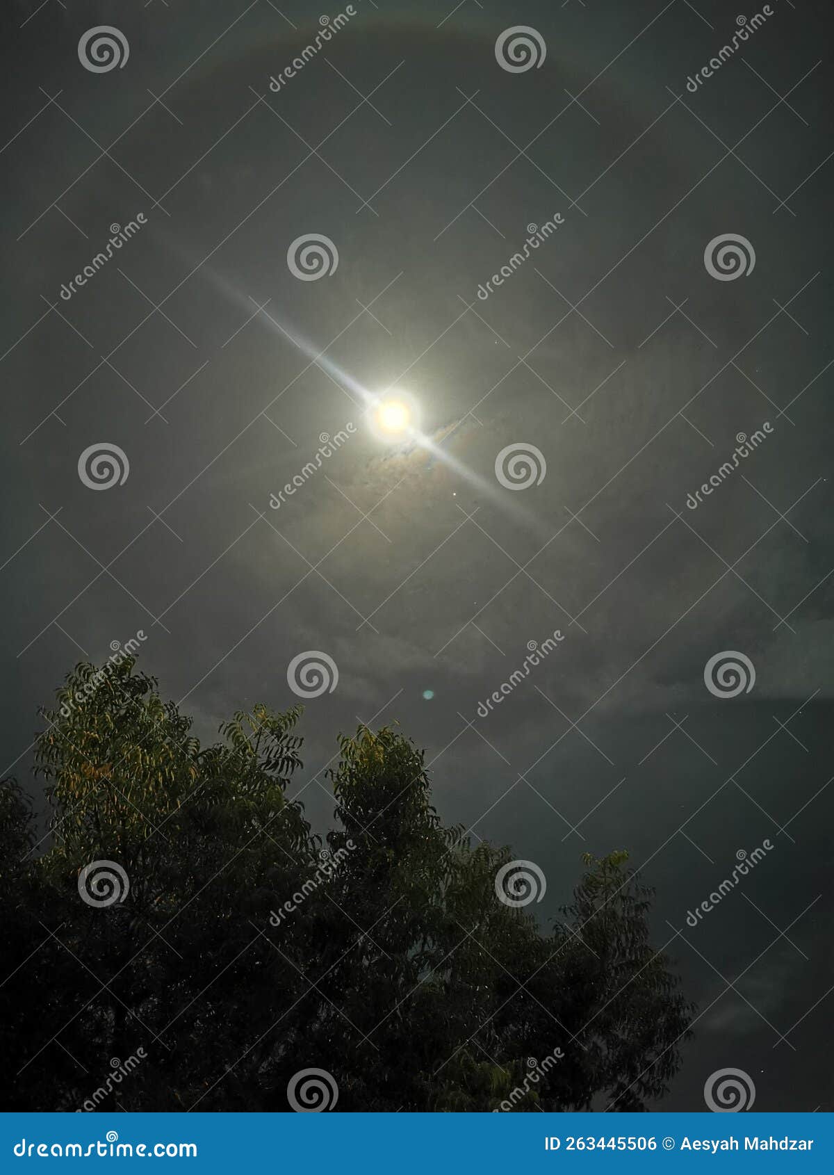 The Tree and Moonlight View Stock Photo - Image of view, moonlight ...
