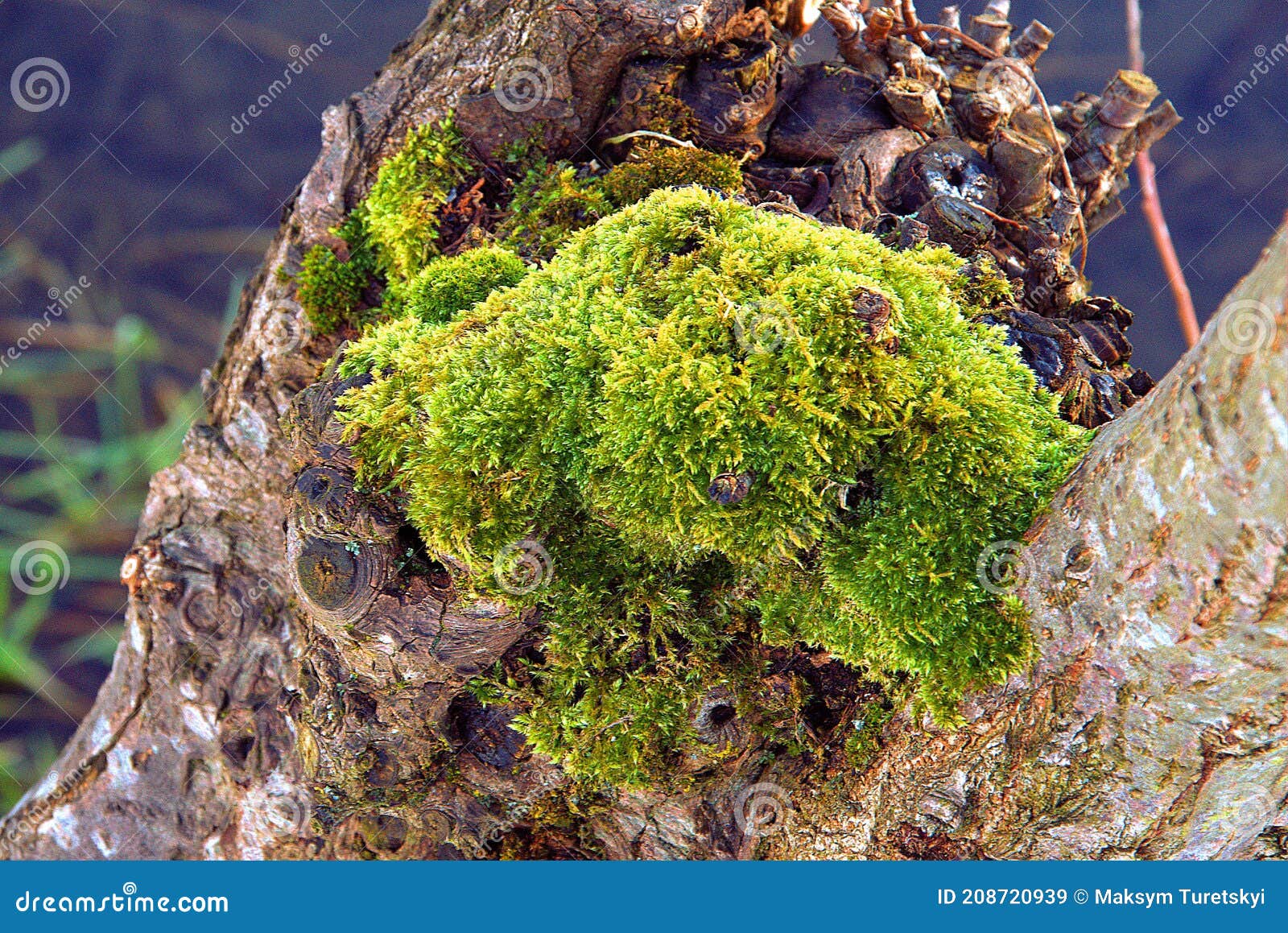 Tree with moos stock image. Image of sharp, nice, water - 208720939