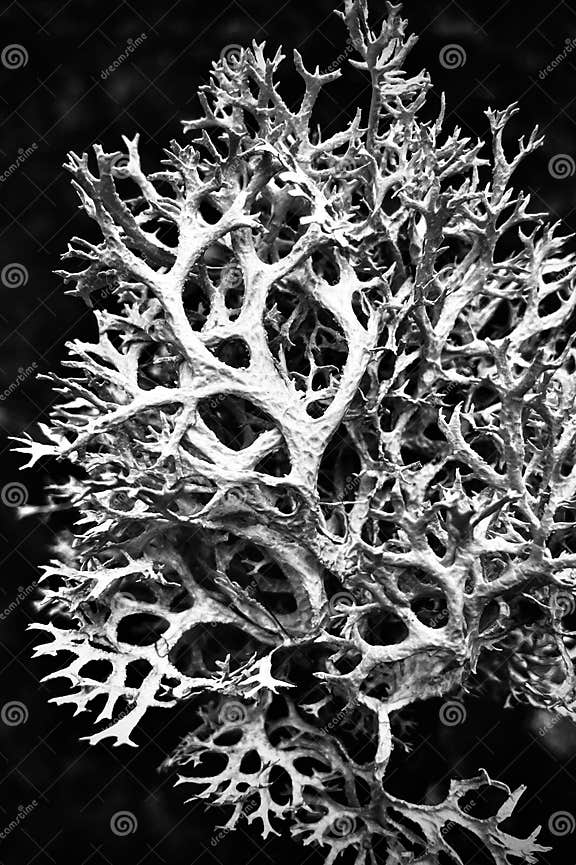 Tree moose close up stock image. Image of close, moose - 351111125