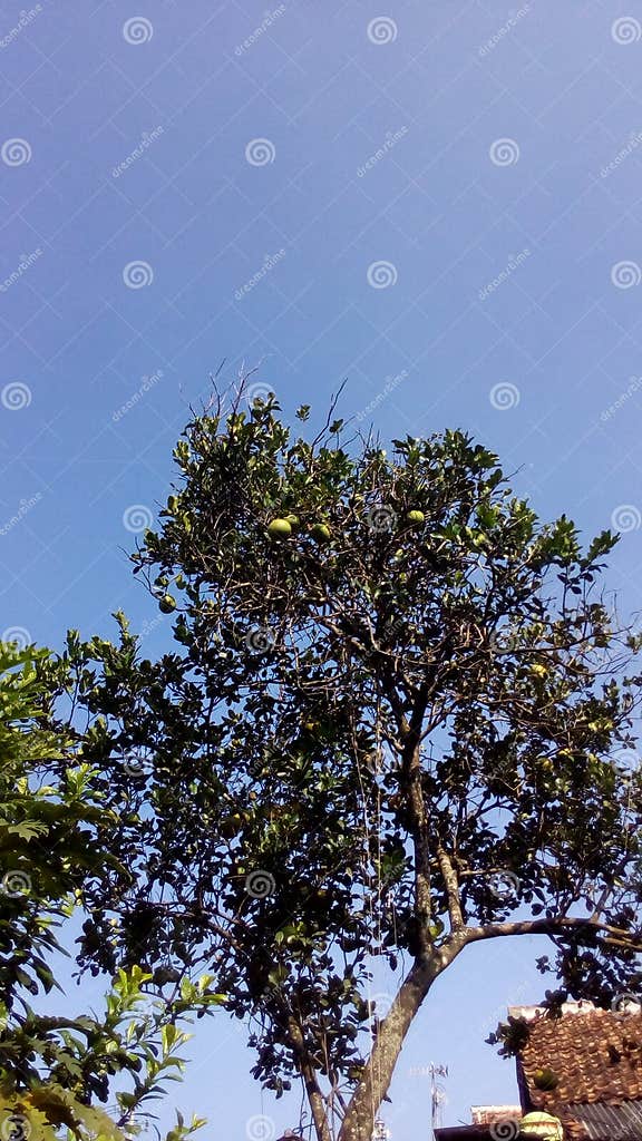 Tree in the morning stock image. Image of blossom, evergreen - 220440657