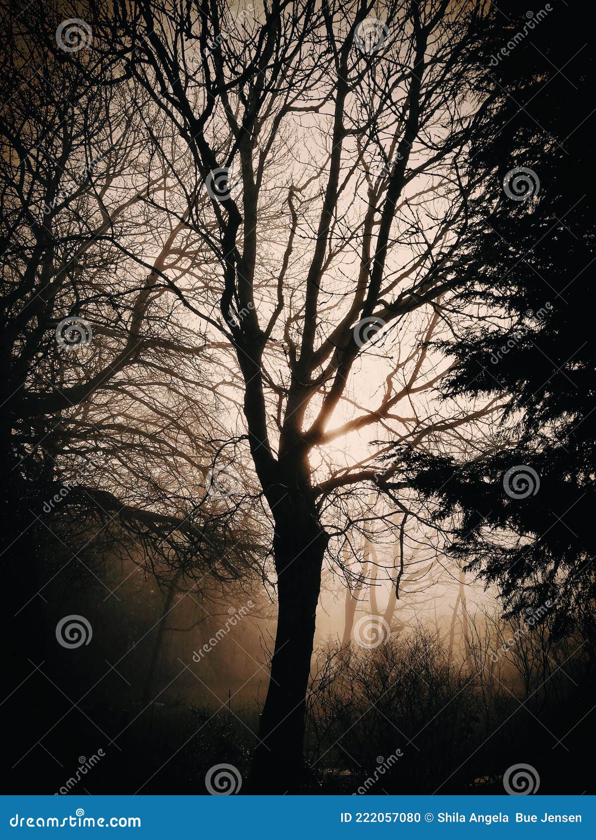 Tree in the morning fog stock photo. Image of reflection - 222057080