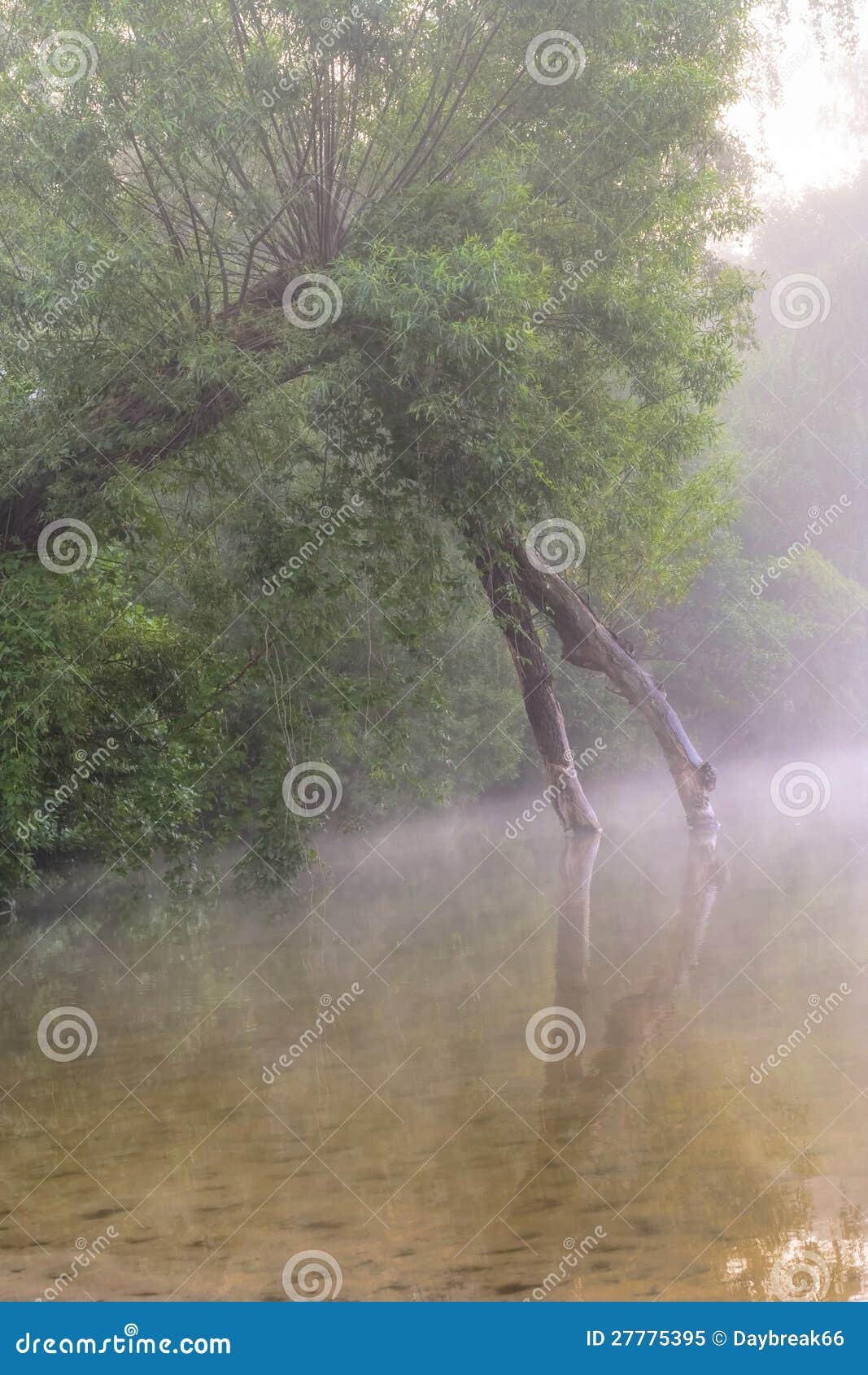 Tree in the morning fog stock image. Image of bole, tree - 27775395