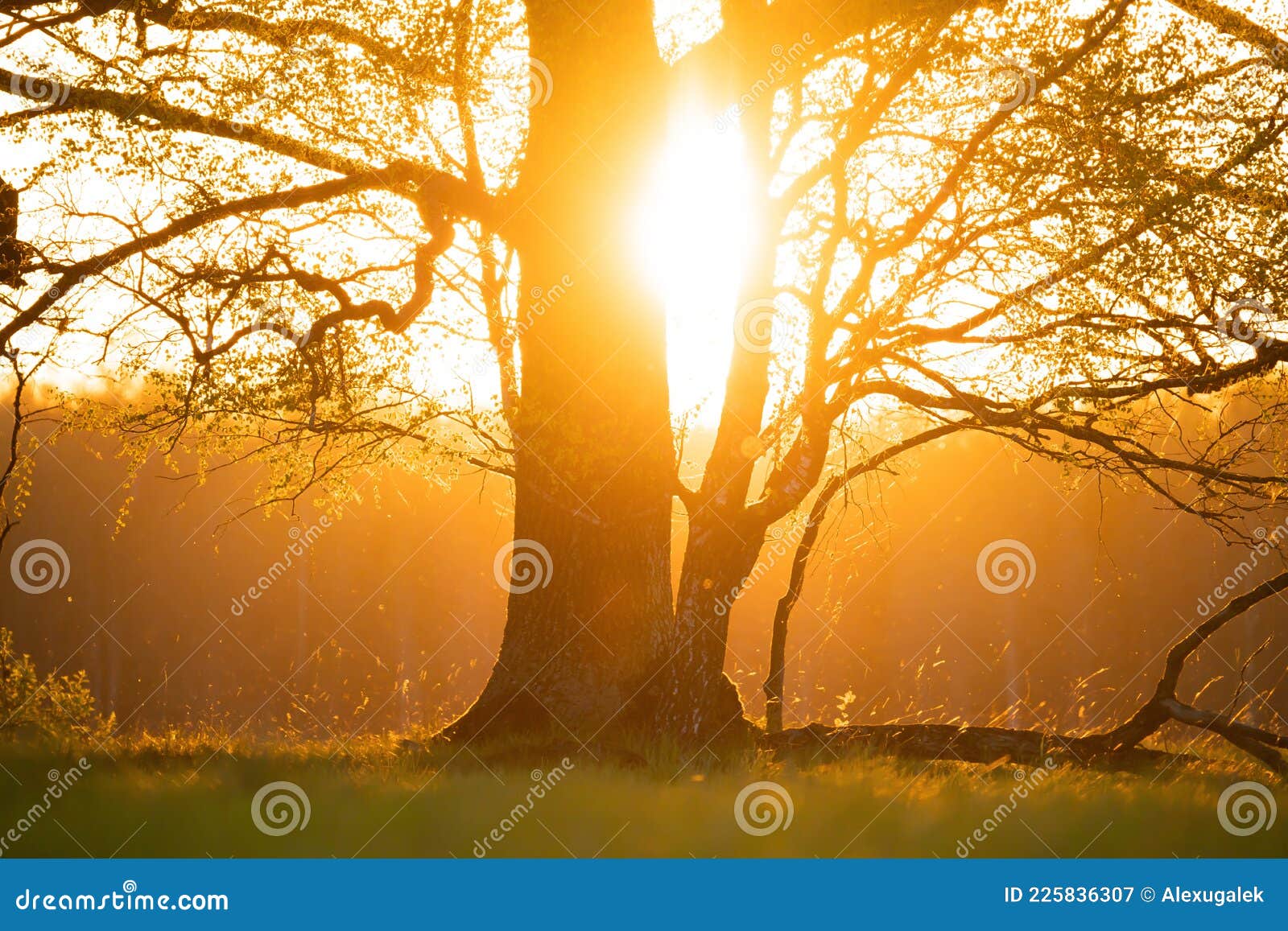 Tree in morning light stock image. Image of sunlight - 225836307