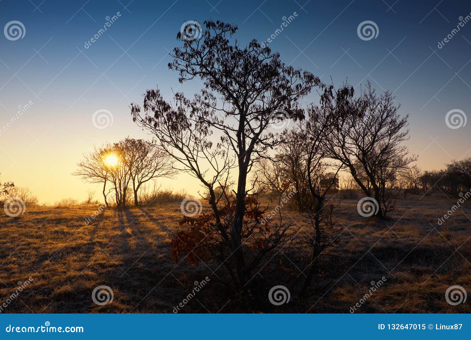 Tree morning lights stock image. Image of luminescence - 132647015