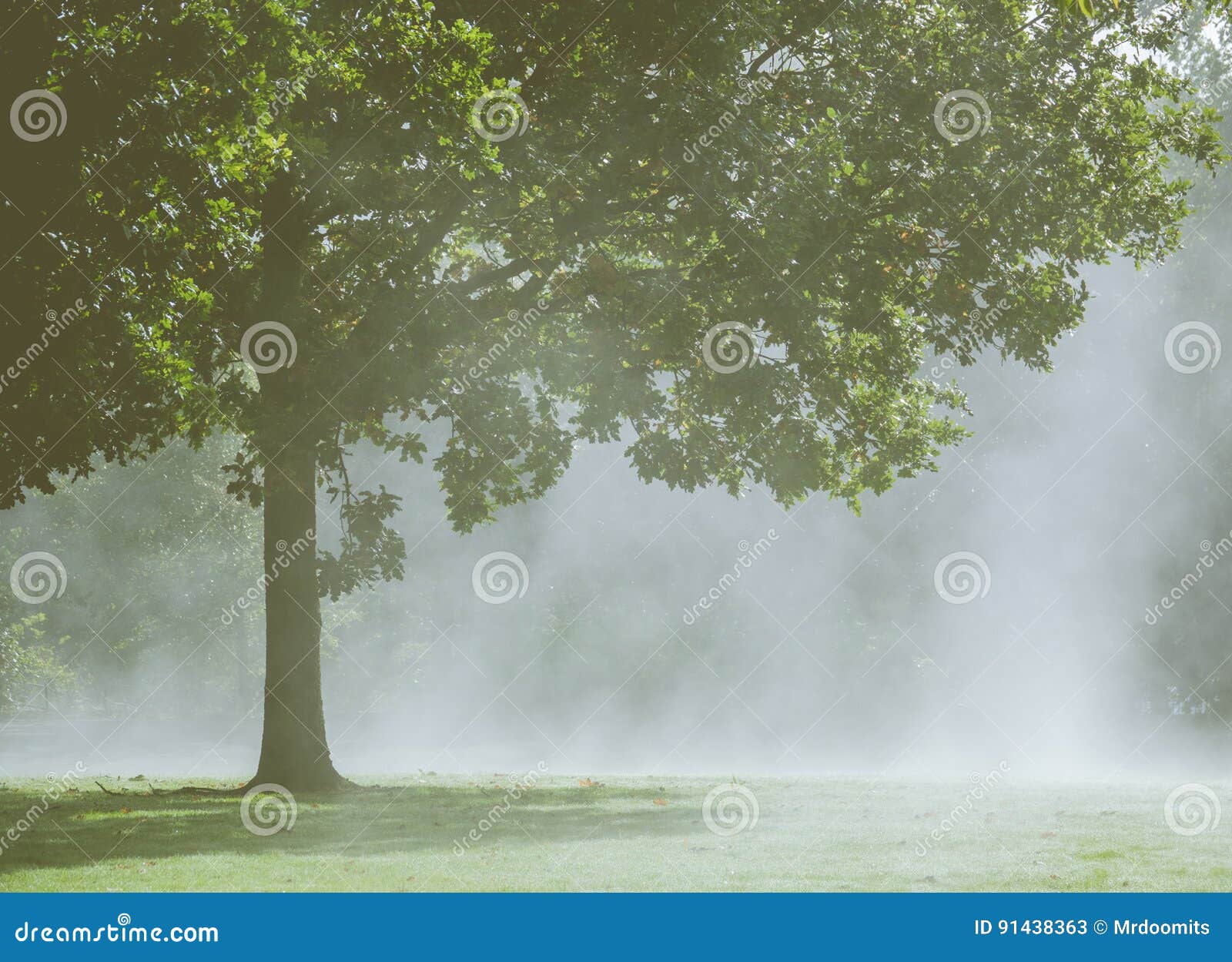 Tree in the Morning Mist stock image. Image of abstract - 91438363