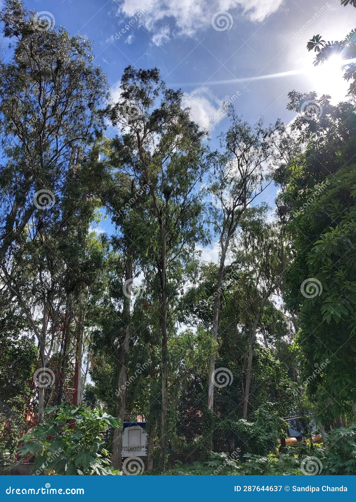 Tree morning vibe stock image. Image of sunshine, tree - 287644637